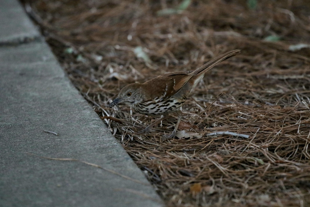 Brown Thrasher from Columbus, GA 31901, USA on June 20, 2024 at 06:34 ...
