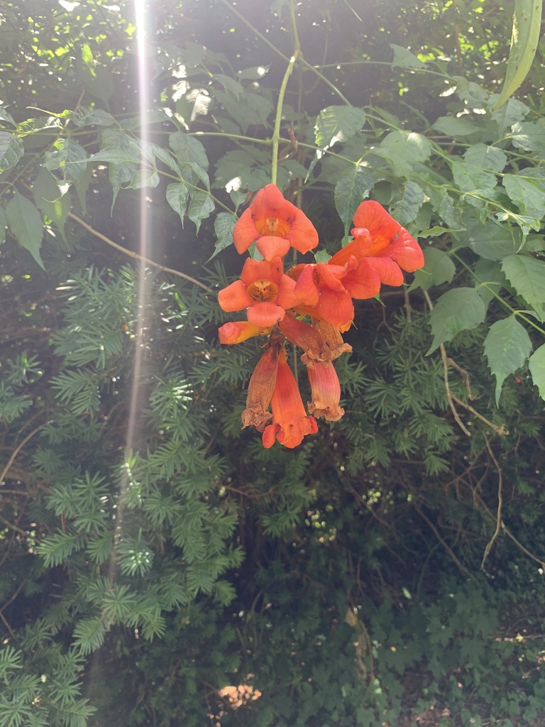 American trumpet vine in July 2024 by moocow27x · iNaturalist