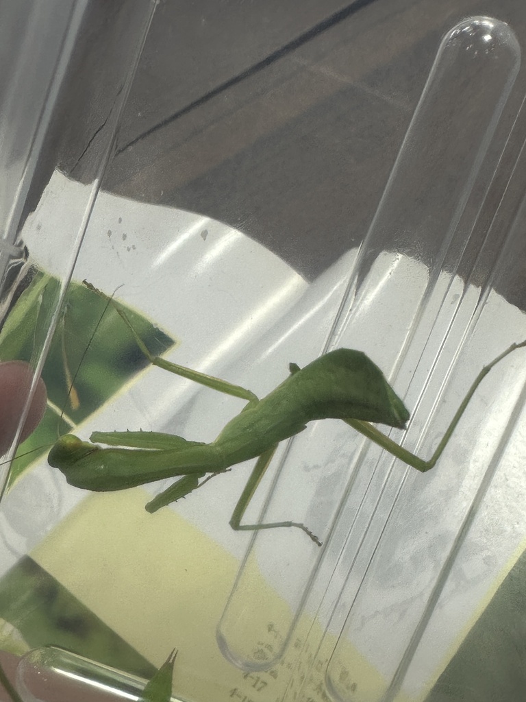 Hierodula chinensis from 西天目山自然保护区, 杭州市, 浙江省, CN on July 9, 2024 at 03: ...