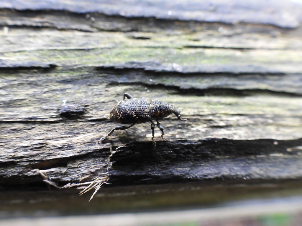 Large Pine Weevil from Aberdeen, UK on July 9, 2024 at 02:50 PM by ...