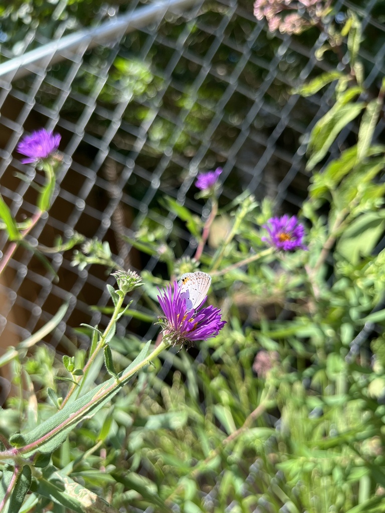 Eastern Tailed-Blue in July 2024 by awolff2. On New England Aster ...