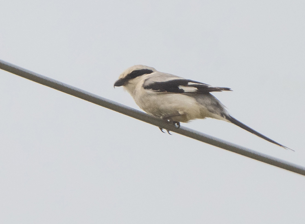 Chinese Grey Shrike from Хасанский р-н, Приморский край, Россия on June ...