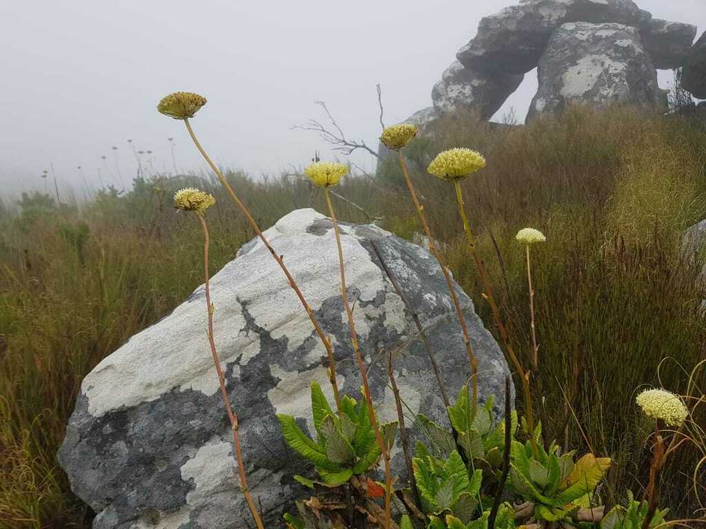 Hairy Tinderleaf from Hout Bay, Cape Town, South Africa on March 13 ...