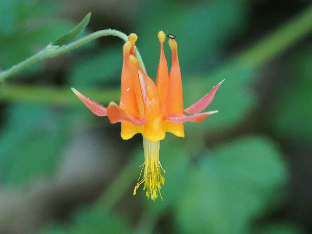 western columbine from Los Angeles County, CA, USA on July 8, 2024 at ...