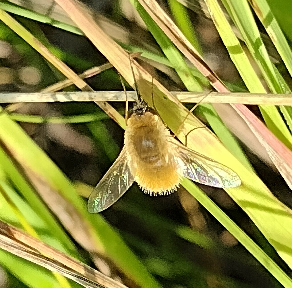 grasshopper bee fly from Kearney, NE, USA on July 9, 2024 at 08:29 AM ...