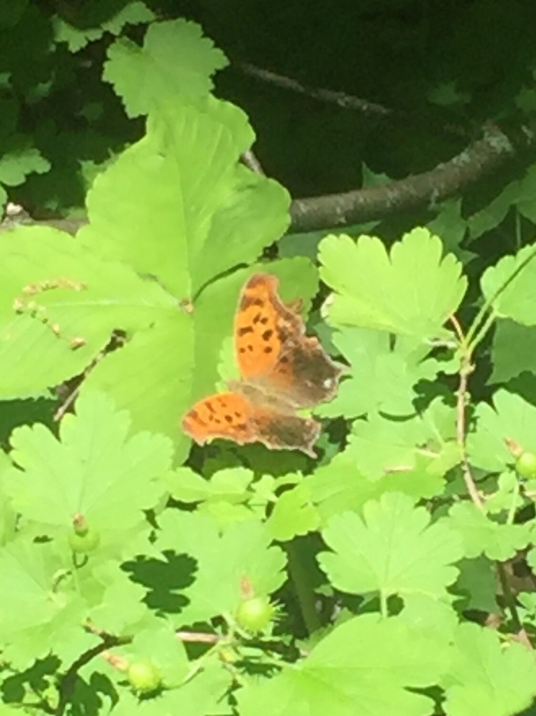 Question Mark from Whitnall Park Pond, Franklin, WI, US on May 19, 2024 ...