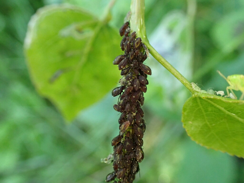 Smoky Poplar Aphid from Foothills County, AB, Canada on July 6, 2024 at ...