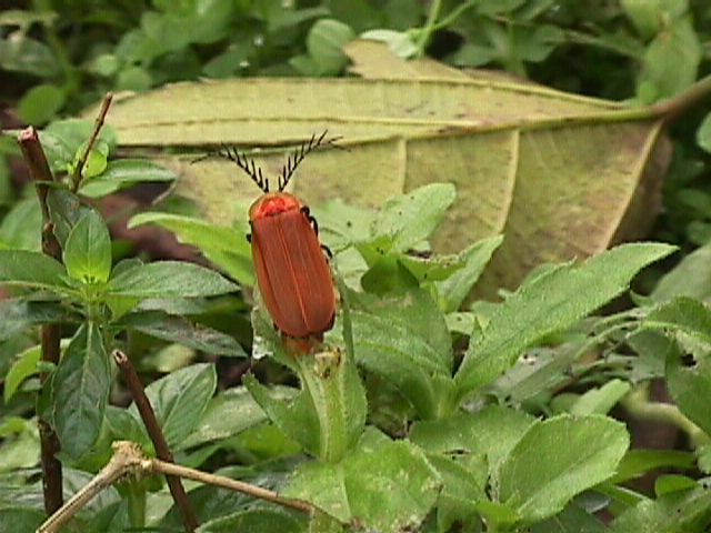 Click, Firefly, and Soldier Beetles from Ba Vi National Park, Ba Vì, Hà ...