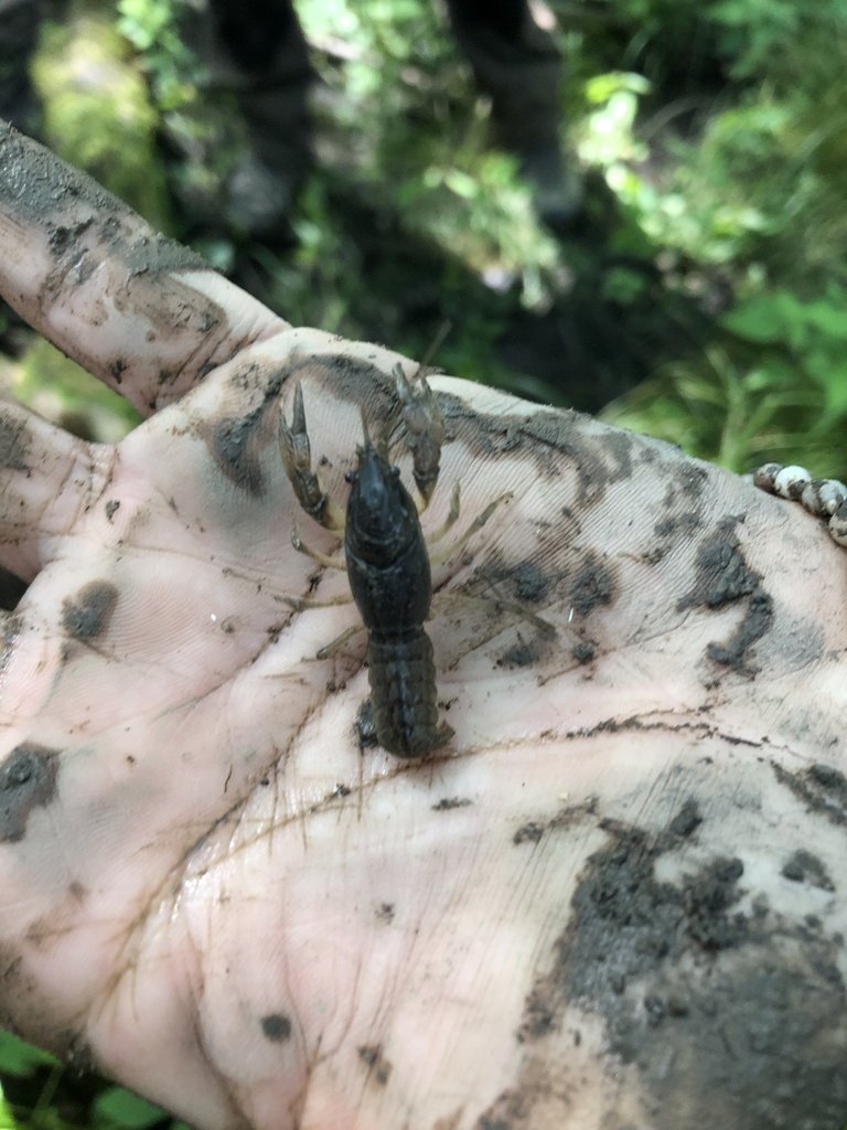 Digger Crayfish from Longwoods, London, ON, Canada on July 8, 2024 at ...