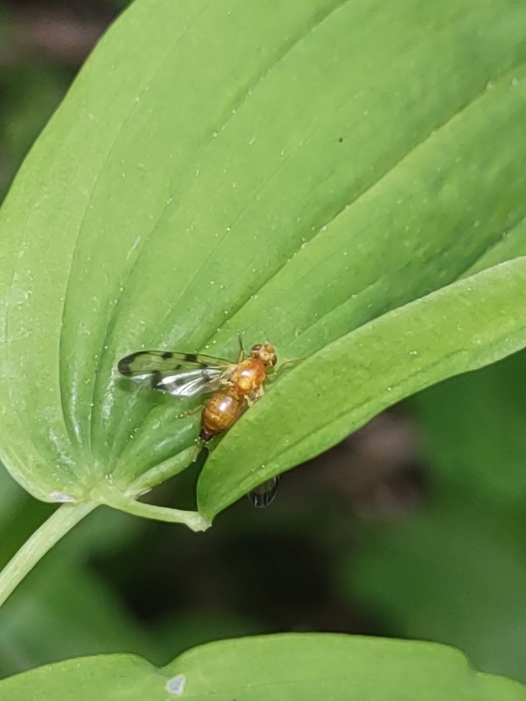 Acalyptrate Flies from Ward, CO 80481, USA on July 7, 2024 at 12:53 PM ...