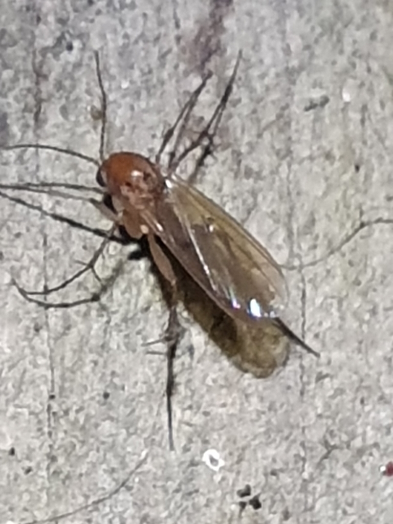 Fungus Gnats from Makara, Wellington 6972, New Zealand on May 31, 2019 ...