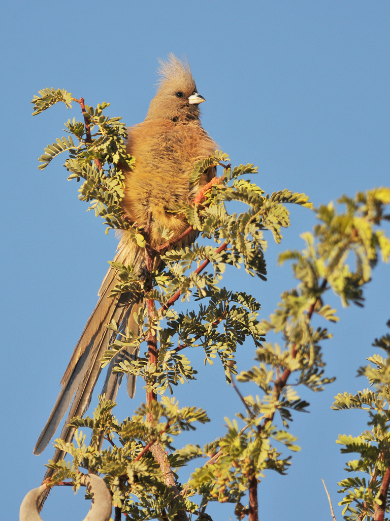 White-backed Mousebird from Sesriem, Namibia on July 21, 2012 at 08:06 ...
