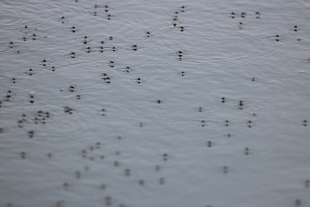 Metrobates hesperius from Violettes Lock on July 8, 2024 at 06:34 PM by ...