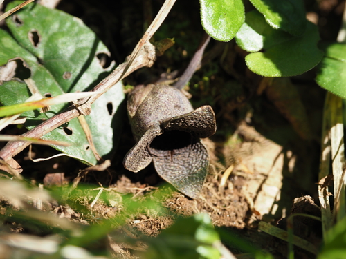 Asarum megacalyx · iNaturalist Mexico