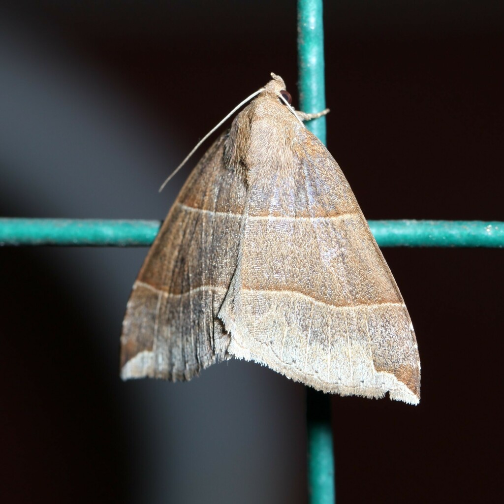 Maple Looper Moth from Fitzgerald Rd, Burdett, NY 14818, USA on July 6 ...