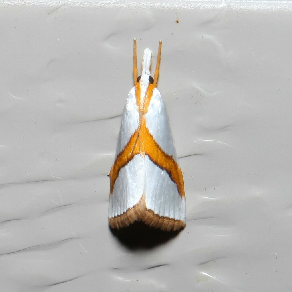 Straight-lined Vaxi Moth from Fitzgerald Rd, Burdett, NY 14818, USA on ...