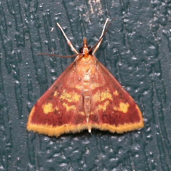 Mint-loving Pyrausta Moth from Fitzgerald Rd, Burdett, NY 14818, USA on ...
