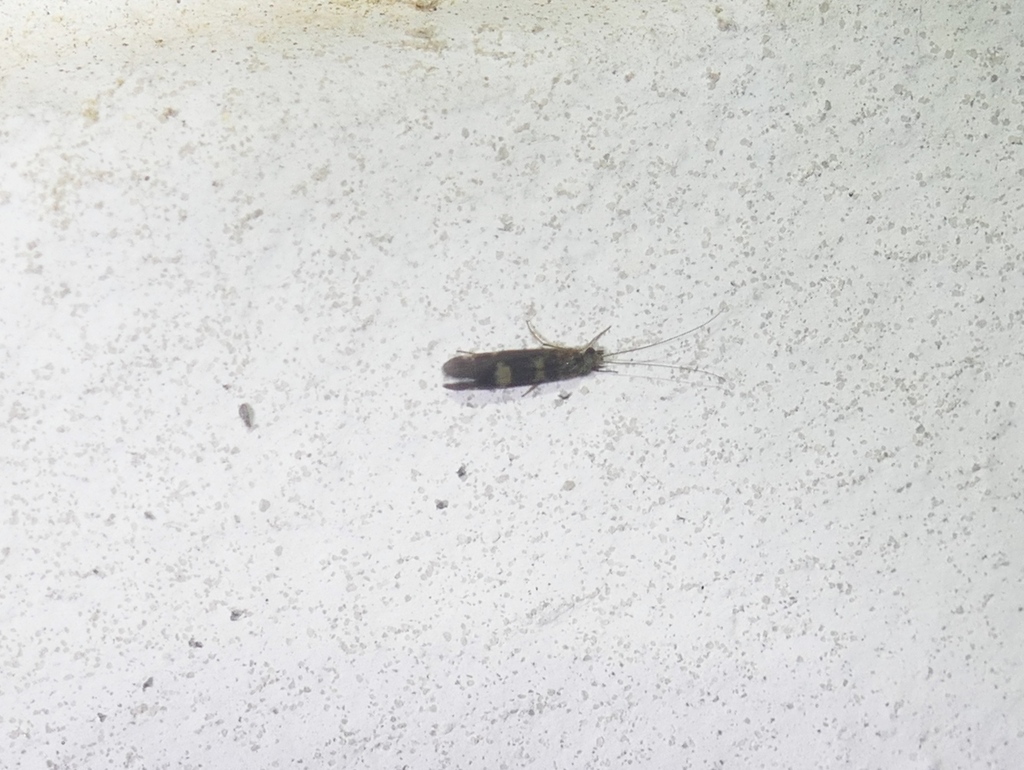 Winged and Once-winged Insects from Rockdale County, GA, USA on July 5 ...