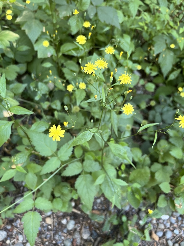 nipplewort (Lapsana communis) - Botanical Realm