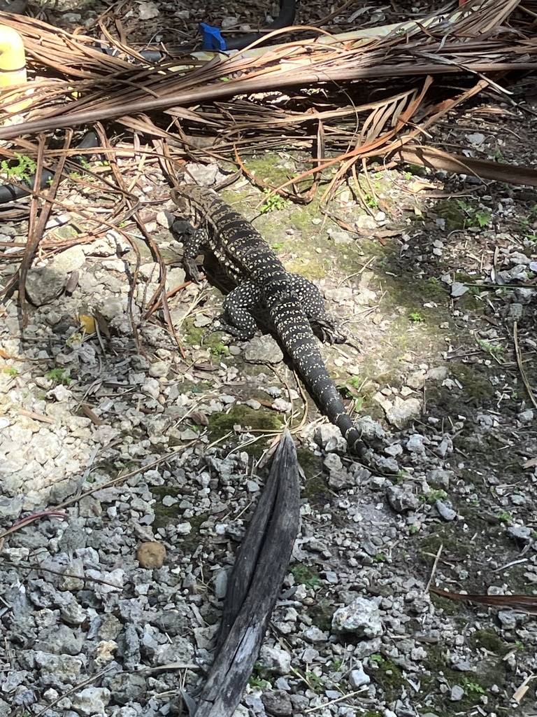 Argentine Black-and-white Tegu from Miami-Dade County, FL, USA on June ...