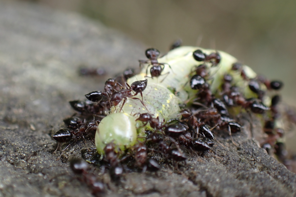 Cherry Acrobat Ant from Prairie Oaks Metro Park, Hilliard, OH, US on ...