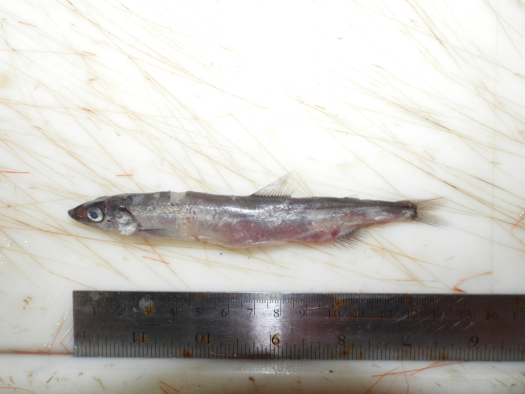 Atlantic Capelin on July 8, 2024 at 11:22 PM by Julien Savoie. Chalut à ...