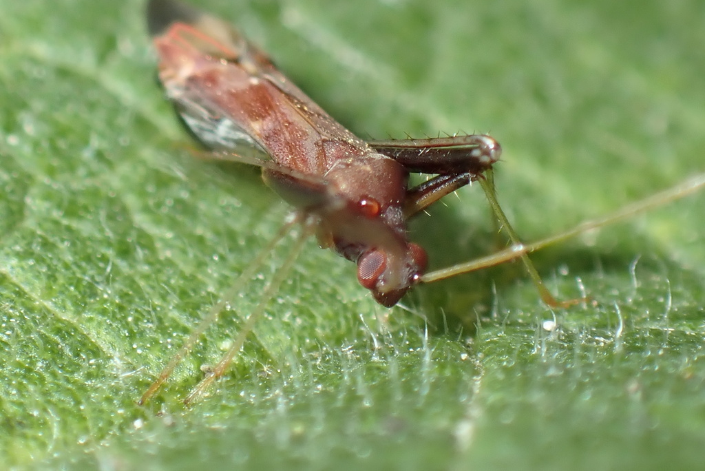 Paraxenetus guttulatus from Prairie Oaks Metro Park, Hilliard, OH, US ...