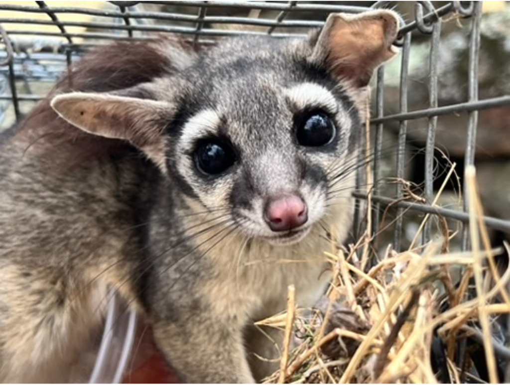 Ringtail in November 2023 by Kristyn Schulte. Adding because this ...