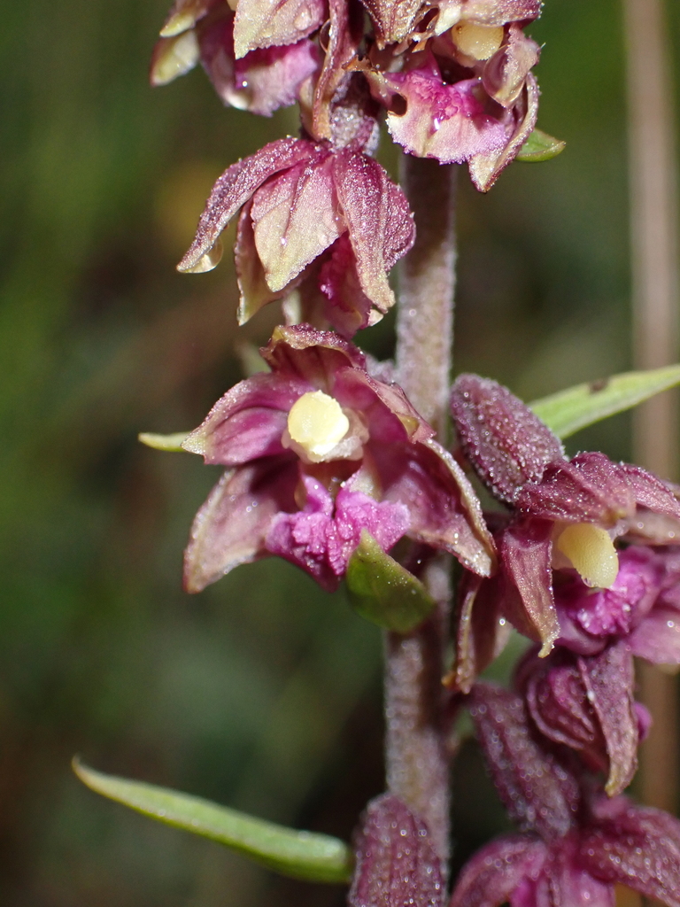 Dark-red Helleborine from County Durham, UK on July 9, 2024 at 05:03 PM ...