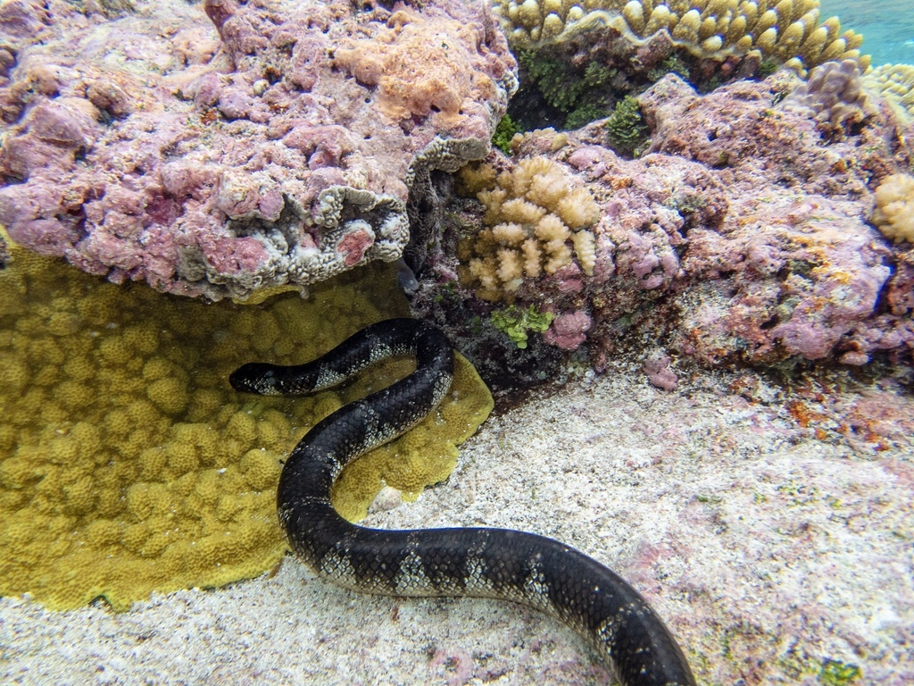 Sea Kraits (Laticauda) - Snakes and Lizards
