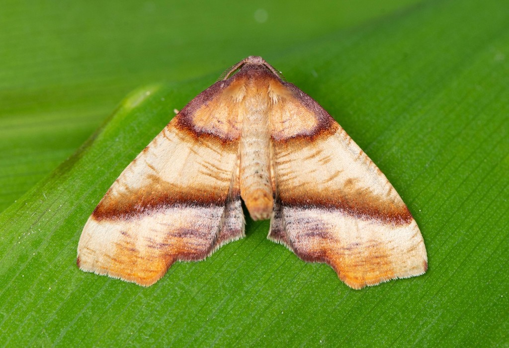 Straight-lined Plagodis Moth (Lepidoptera of Savoy Mountain State ...