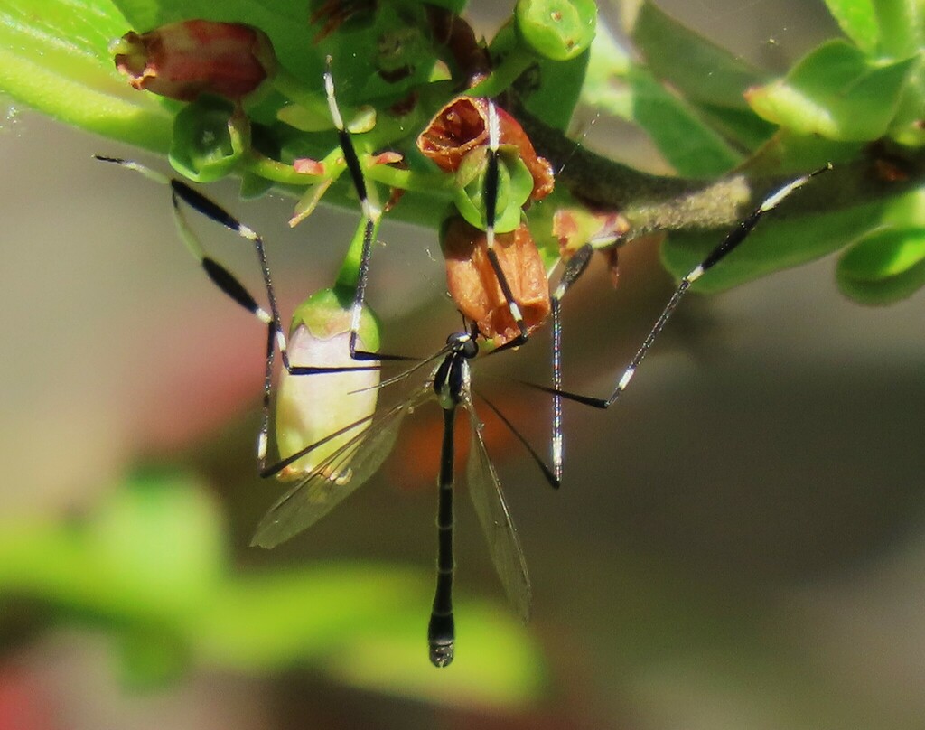 Eastern Phantom Crane Fly from Burrage Pond WMA on May 17, 2024 at 10: ...