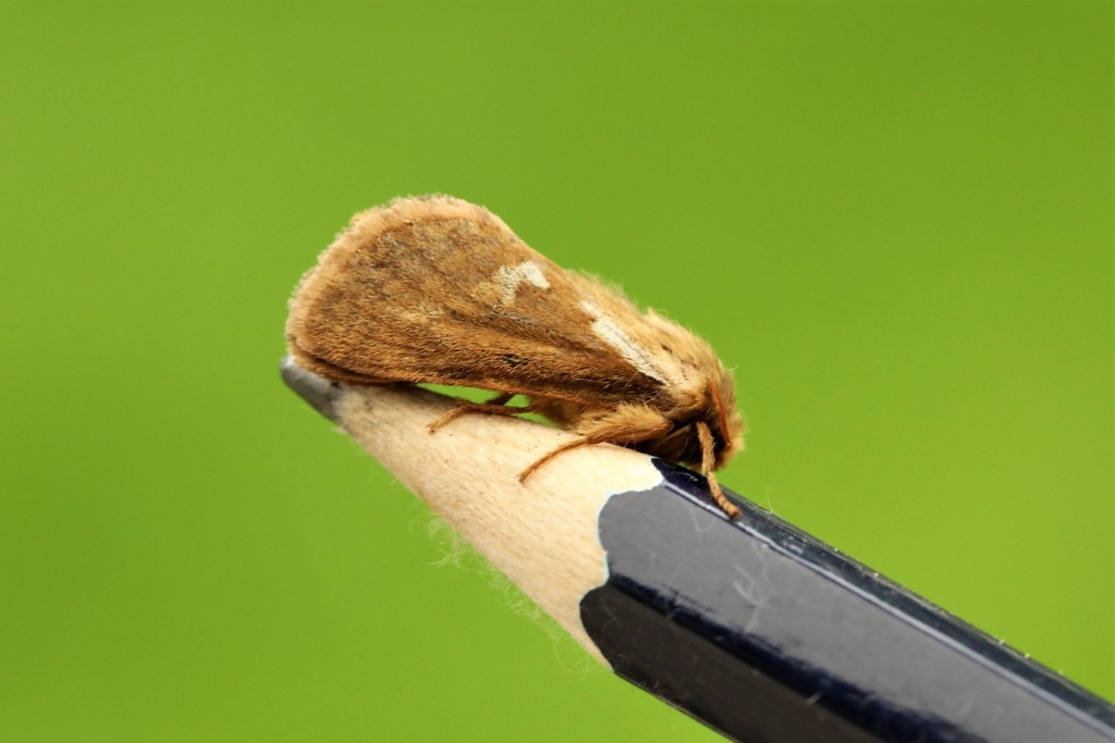 Common Swift Moth from North Yorkshire, UK on May 31, 2019 by nicky-by ...