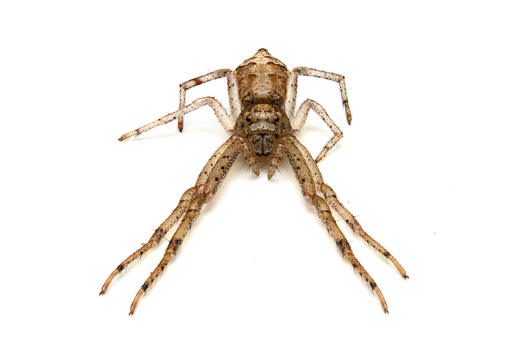 Tuberculated Crab Spider in July 2024 by Matthew Lindsey · iNaturalist