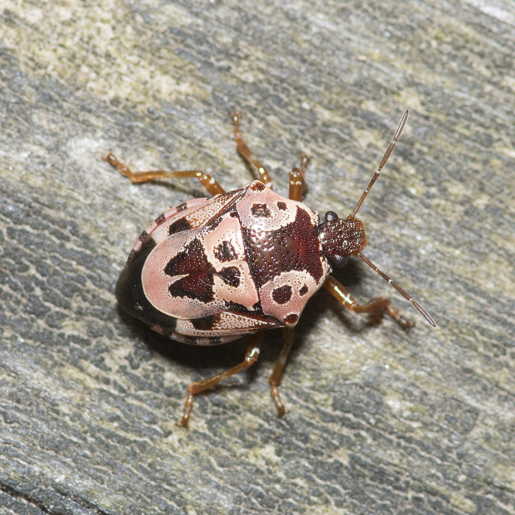 Anchor Stink Bug from Montgomery County, OH, USA on June 26, 2024 at 02 ...