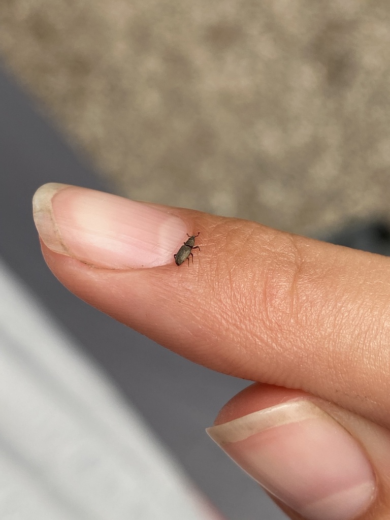 American Billbug Weevil from Inverhuron Provincial Park, Kincardine, ON ...