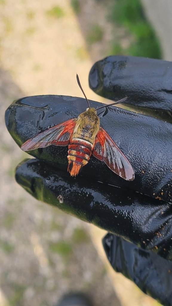 Slender Clearwing from MB-312, MB R0E 2H0, Canada on June 22, 2024 at ...