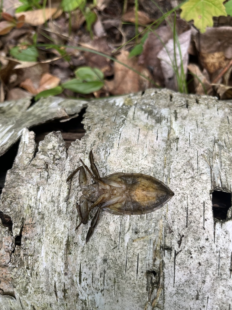 American Giant Water Bug in July 2024 by George Cook · iNaturalist