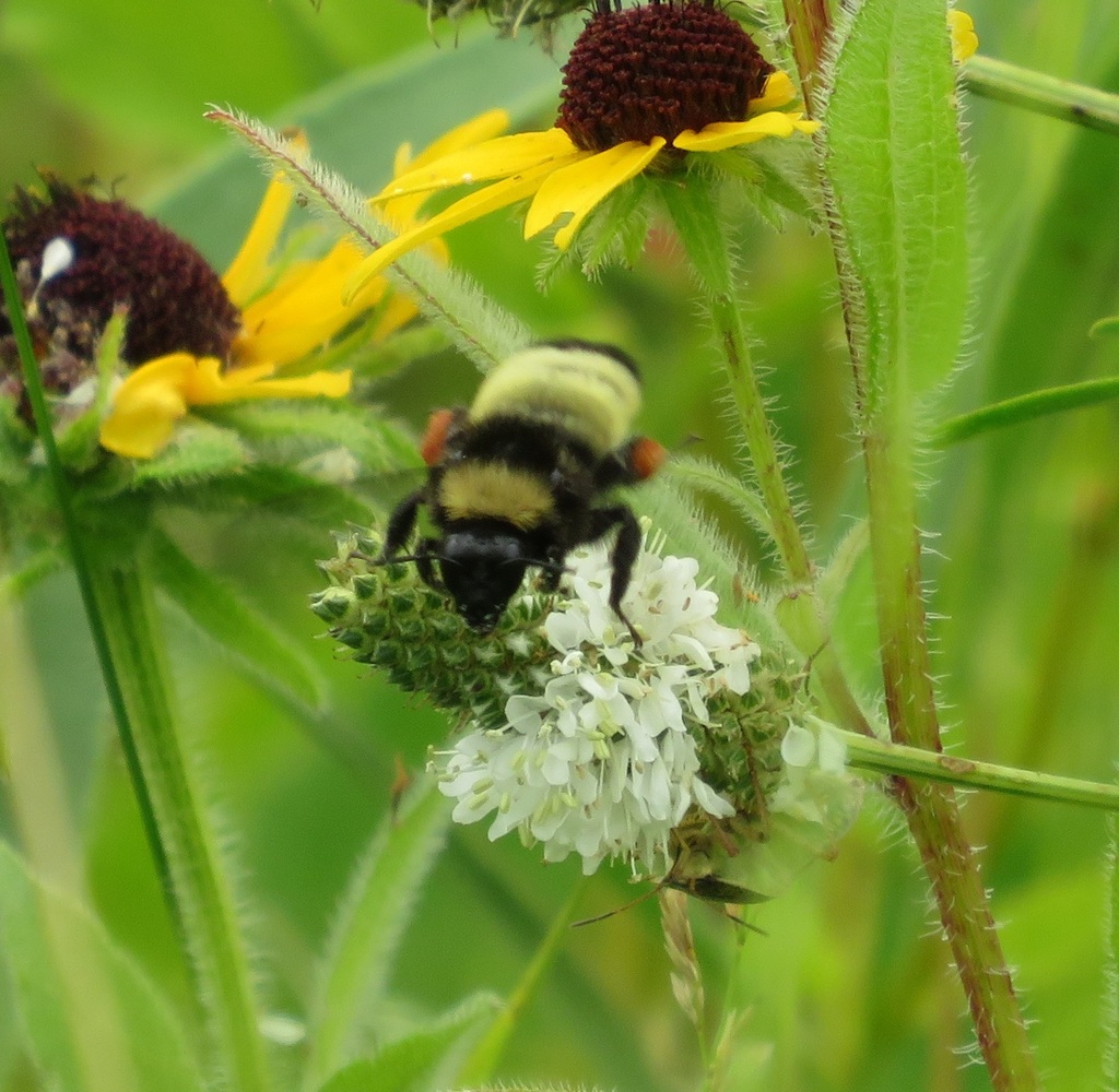 American Bumble Bee from Ogle County, IL, USA on July 9, 2024 at 11:34 ...