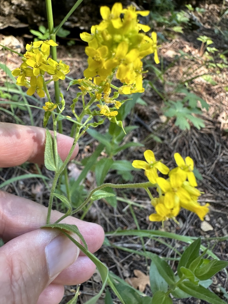 Golden Draba from Cibola National Forest, Estancia, NM, US on July 7 ...
