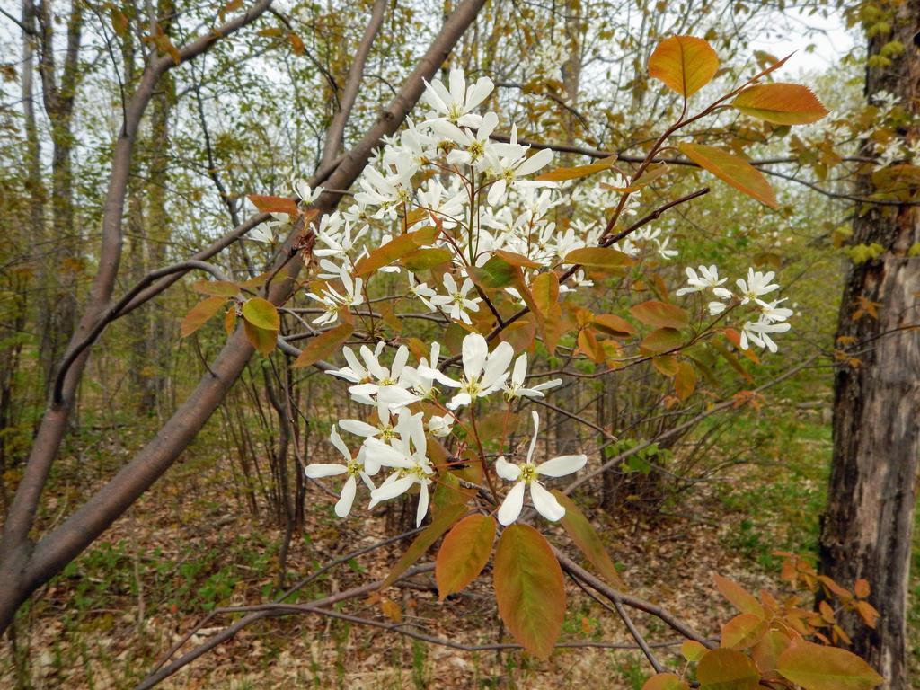 Allegheny Serviceberry (Flowering Trees of Appalachia) · iNaturalist