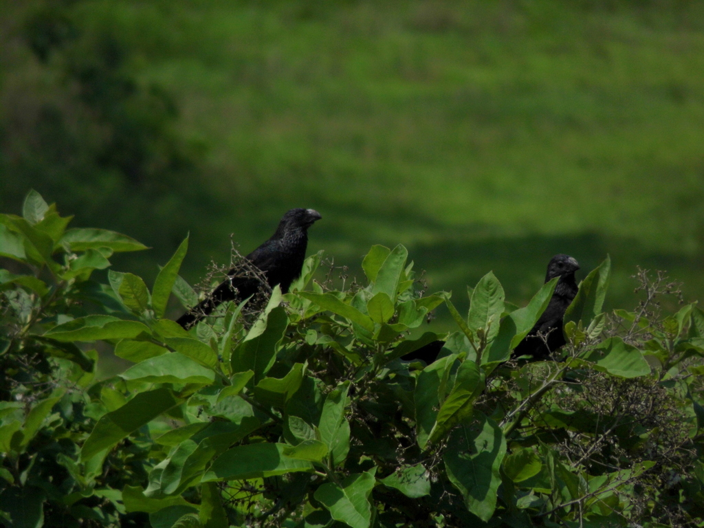 Garrapatero pijuy desde San Antonio, 51200 Valle de Bravo, Méx., México ...