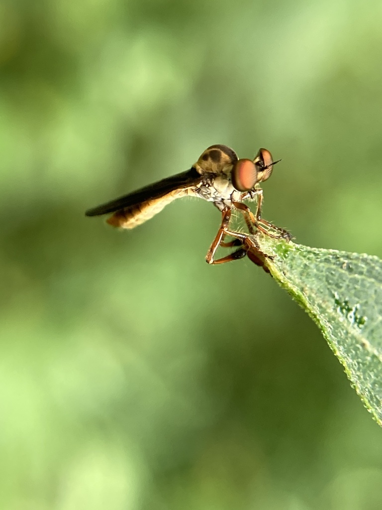 Gnat Ogres from Bebout Rd, Venetia, PA, US on July 9, 2024 at 03:10 PM ...