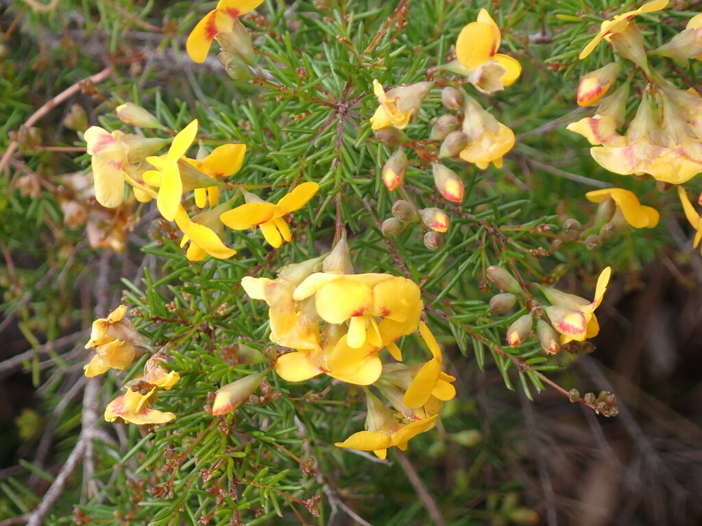 heathy parrot pea from Diggers Camp NSW 2462, Australia on July 9, 2024 ...