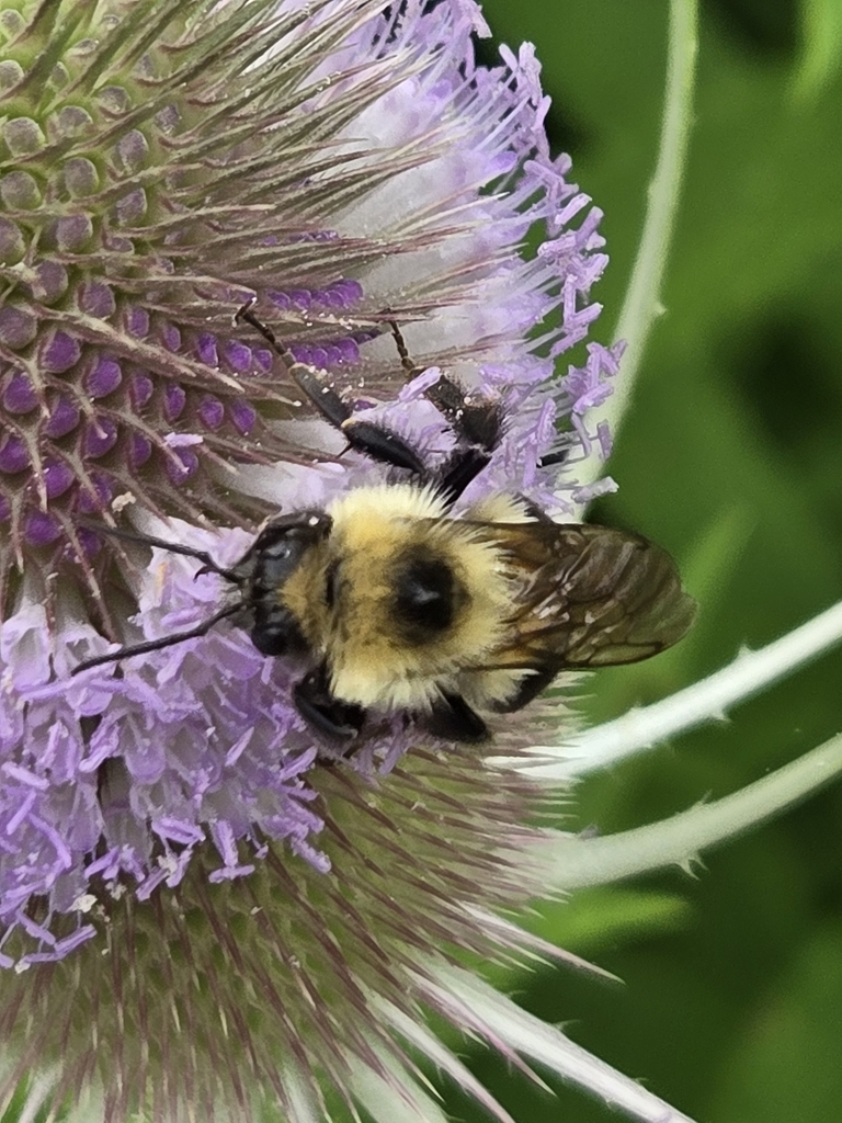Two-spotted Bumble Bee from 301 Peninsula Dr, Millcreek Township, PA ...