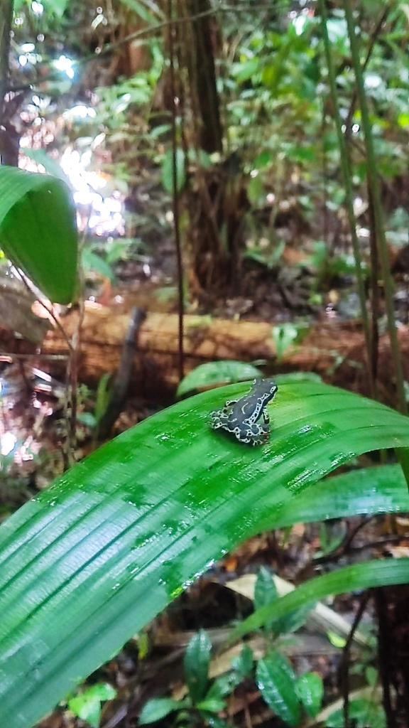 Pebas Stubfoot Toad in July 2024 by Wildlife Tours Peru, Christoph ...