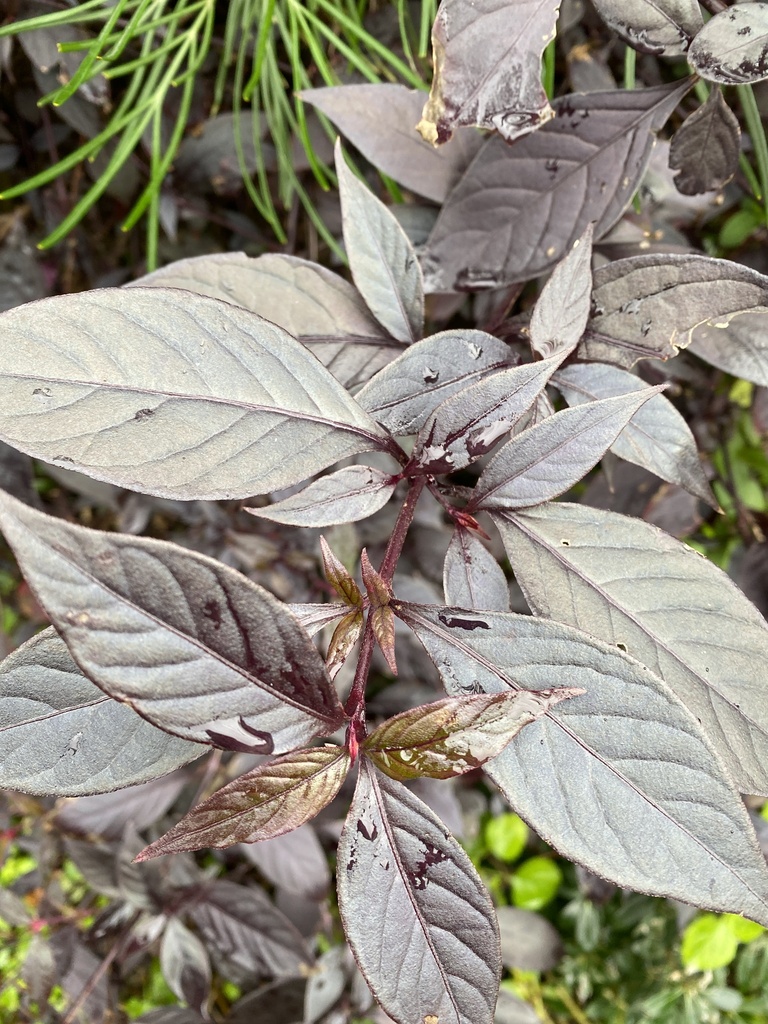 Ruby Leaf from Morningside, AU-QL, AU on July 8, 2024 at 09:57 AM by ...