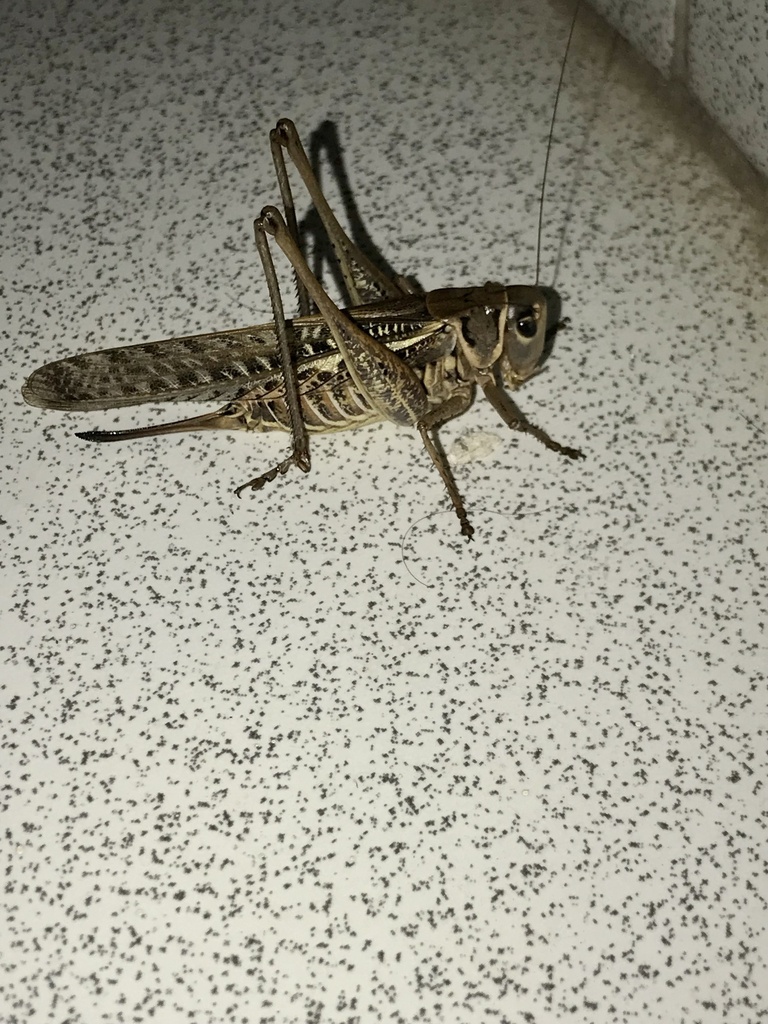 White-faced Bush-cricket from Rruga Todi Shkurti, Tirana, 地拉那省, AL on ...