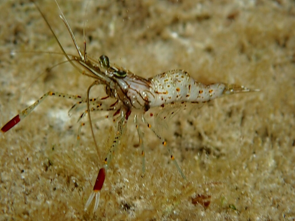 rock-pool shrimp from Flinders, TAS, Australia on March 26, 2022 at 12: ...
