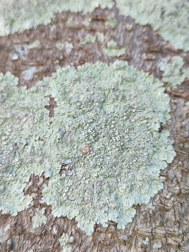 Dirinaria Lichen from Weymouth, Auckland 2103, New Zealand on July 10 ...